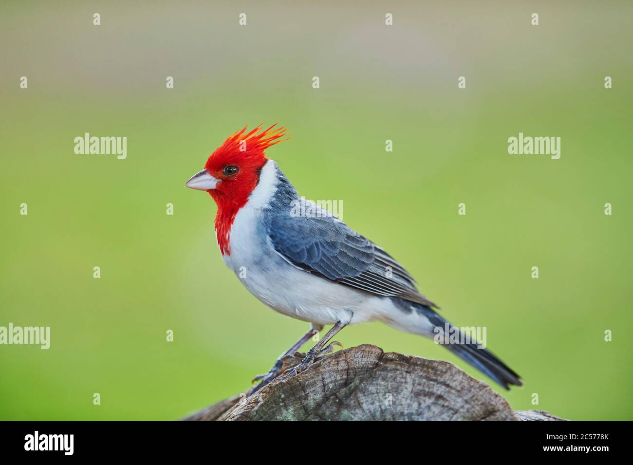 Gray Cardinal (Paroaria coronata), head-on, sitting, Hawaii, Aloha ...