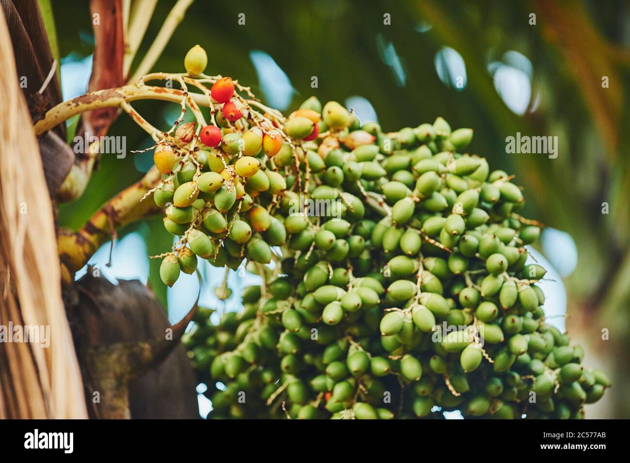 Ruler Palm, Alexandrian Palm, Archontophoenix, fruits, close-up, Hawaii ...