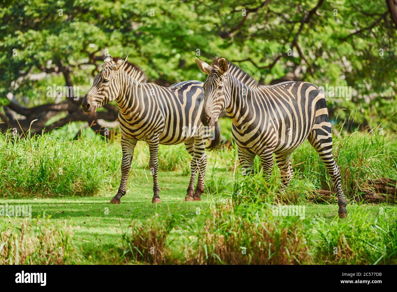 Steppe zebra (Equus quagga) in savannah, captive, Hawaii, USA Stock ...