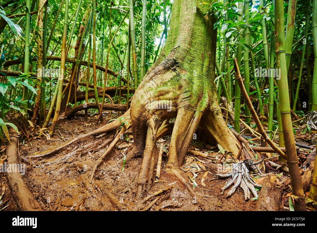 Rainforest on the "Lulumahu trail" on the way to the Lulumahu ...