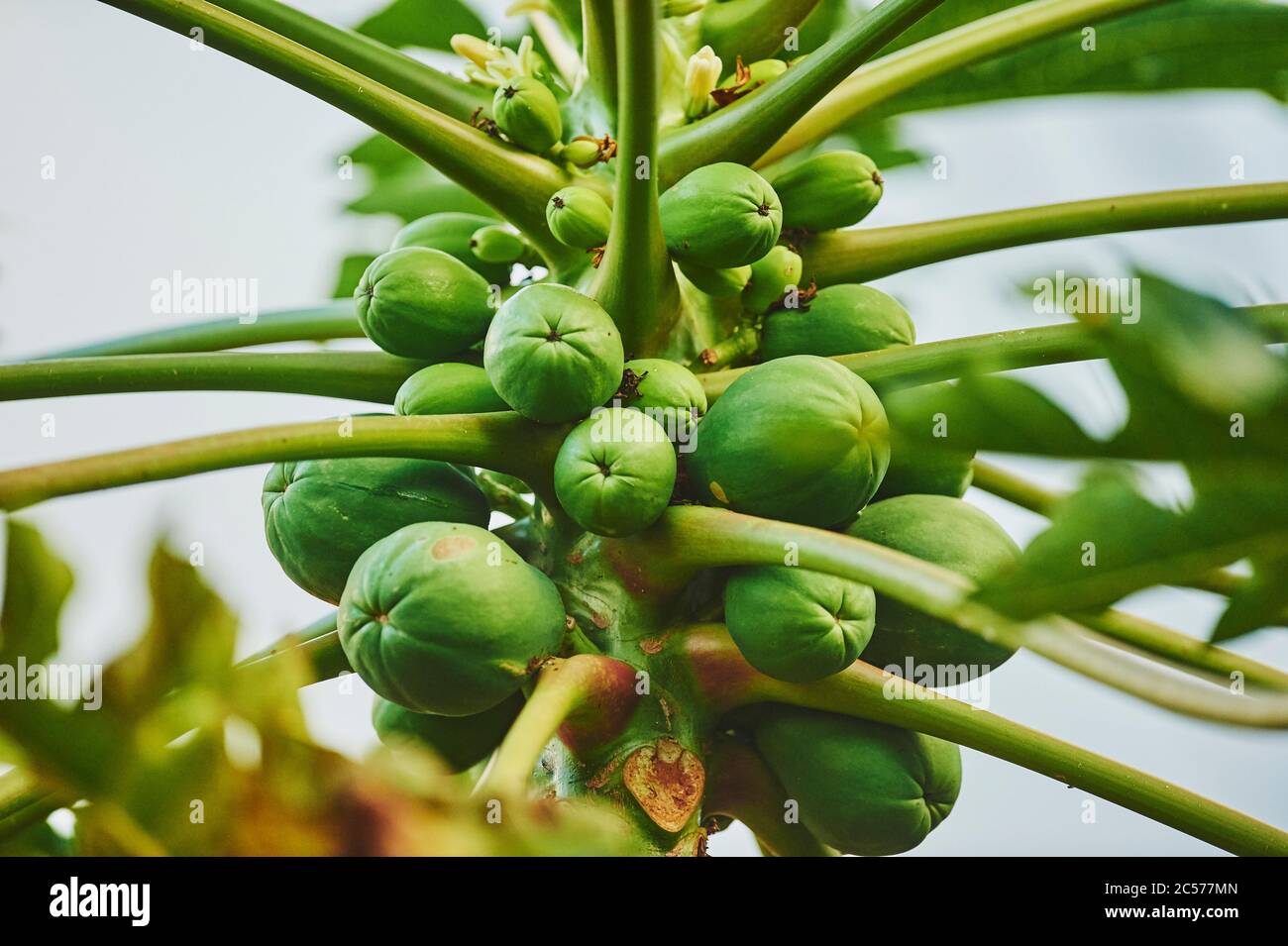 Papaya tree hawaii hi-res stock photography and images - Alamy