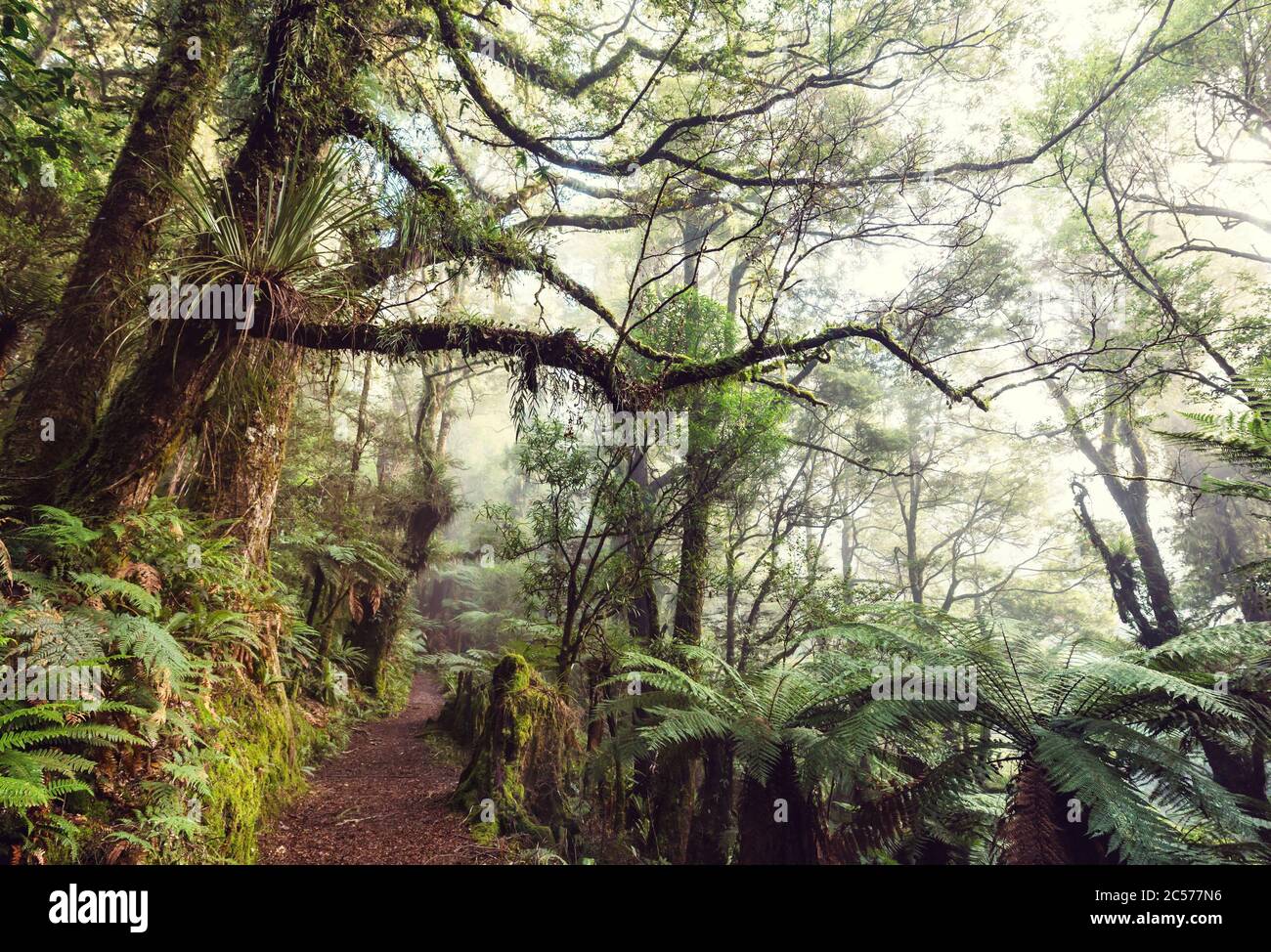 New Zealand tropical jungle forest. Green natural background Stock ...