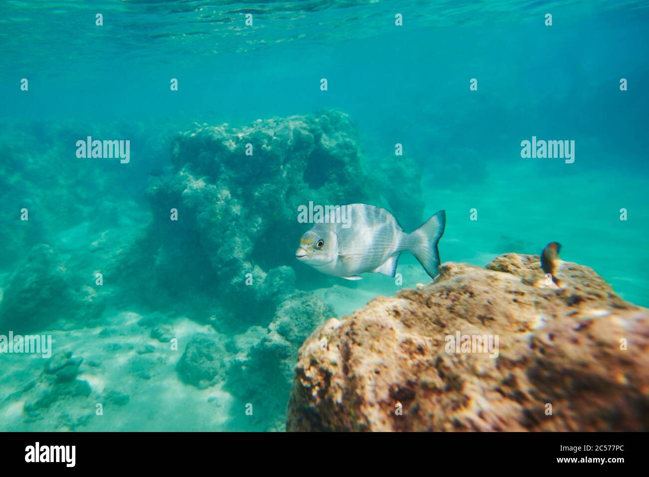 Fish, Lateral, Swim, Colorful Coral Reef, Coral Sea, Hanauma Bay ...