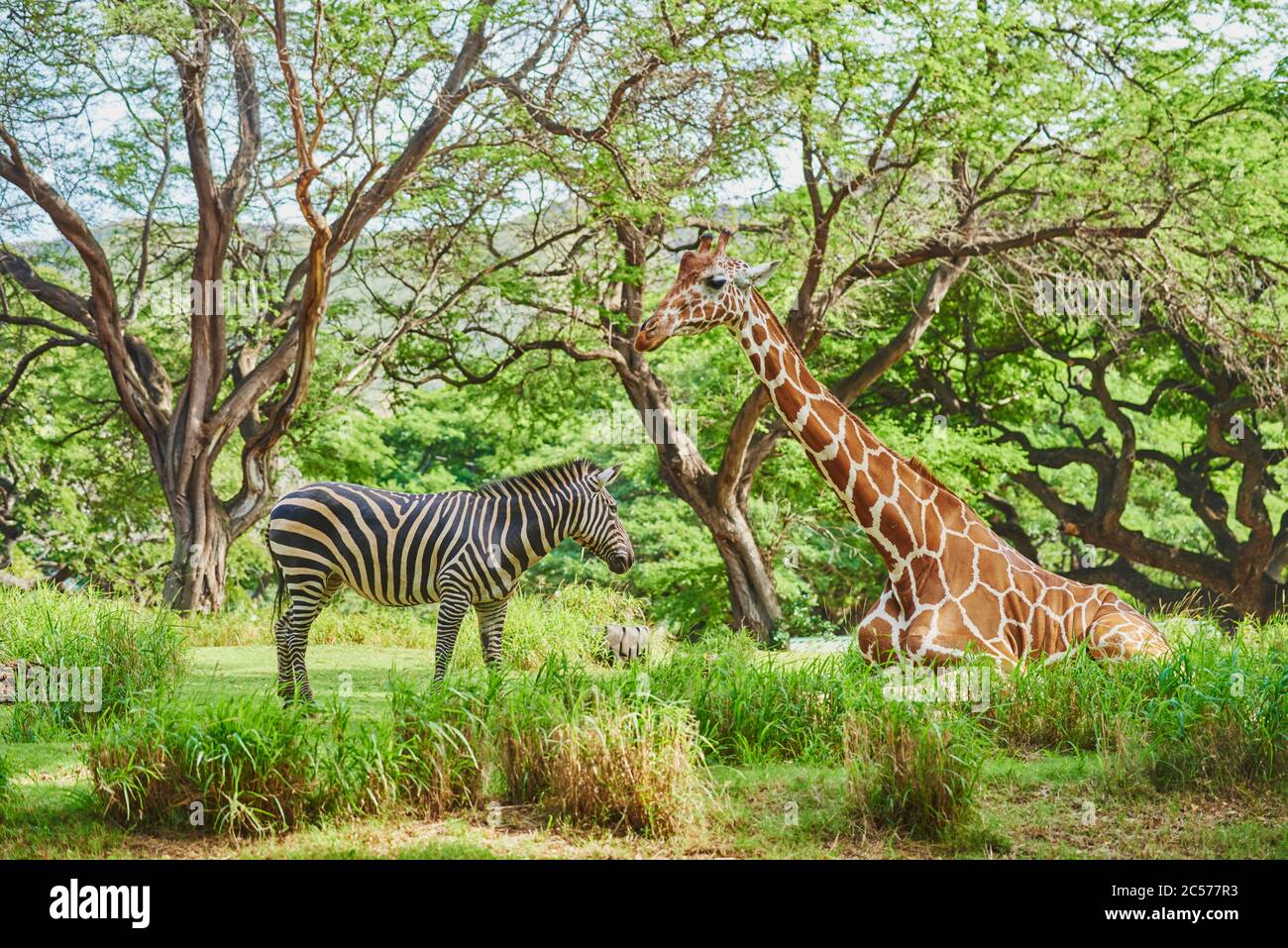Reticulated giraffe, Giraffa camelopardalis reticulata, Steppe zebra ...