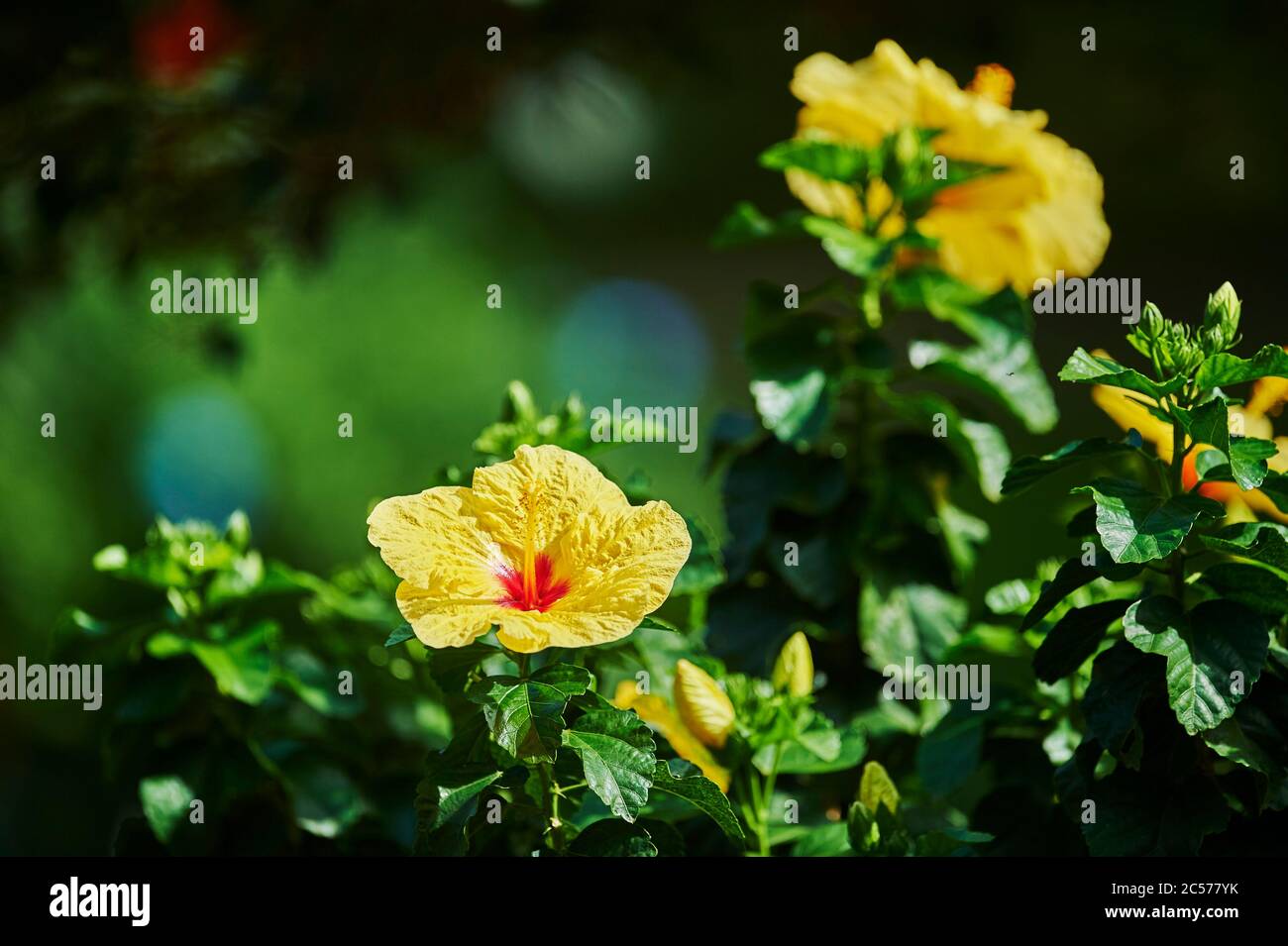 Blossom of a Chinese rose marshmallow, hibiscus, (Hibiscus rosa ...