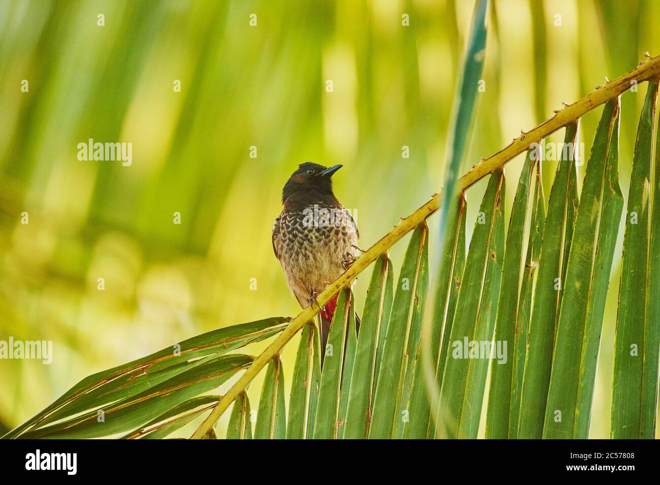 Sußbülbül (Pycnonotus cafer), sitting, branch, frontal, Oahu, Hawaii ...