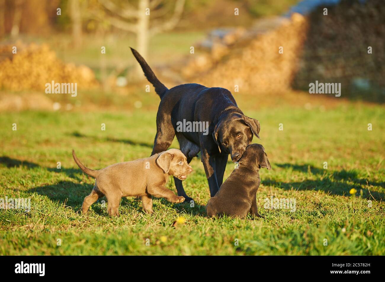 Labrador retriever, puppy, mother animal, standing, sideways, frontal ...