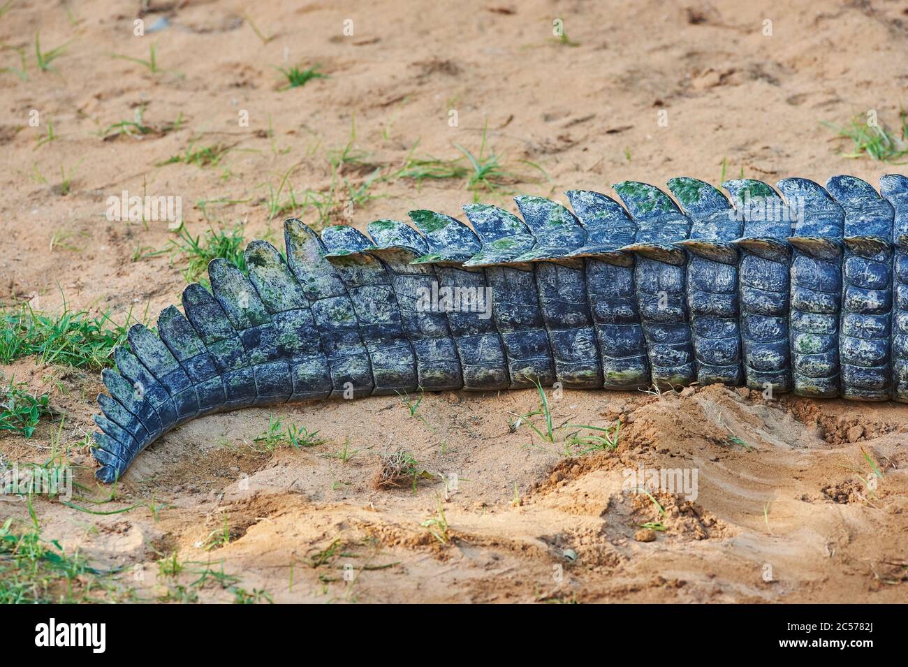 Gangesgavial (Gavialis gangeticus) rump, side, tail, hind legs ...