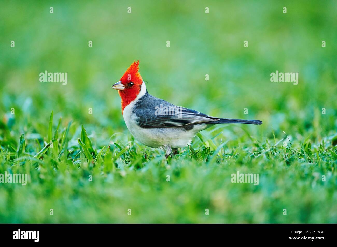 Gray Cardinal (Paroaria coronata), head-on, sitting, Hawaii, Aloha ...