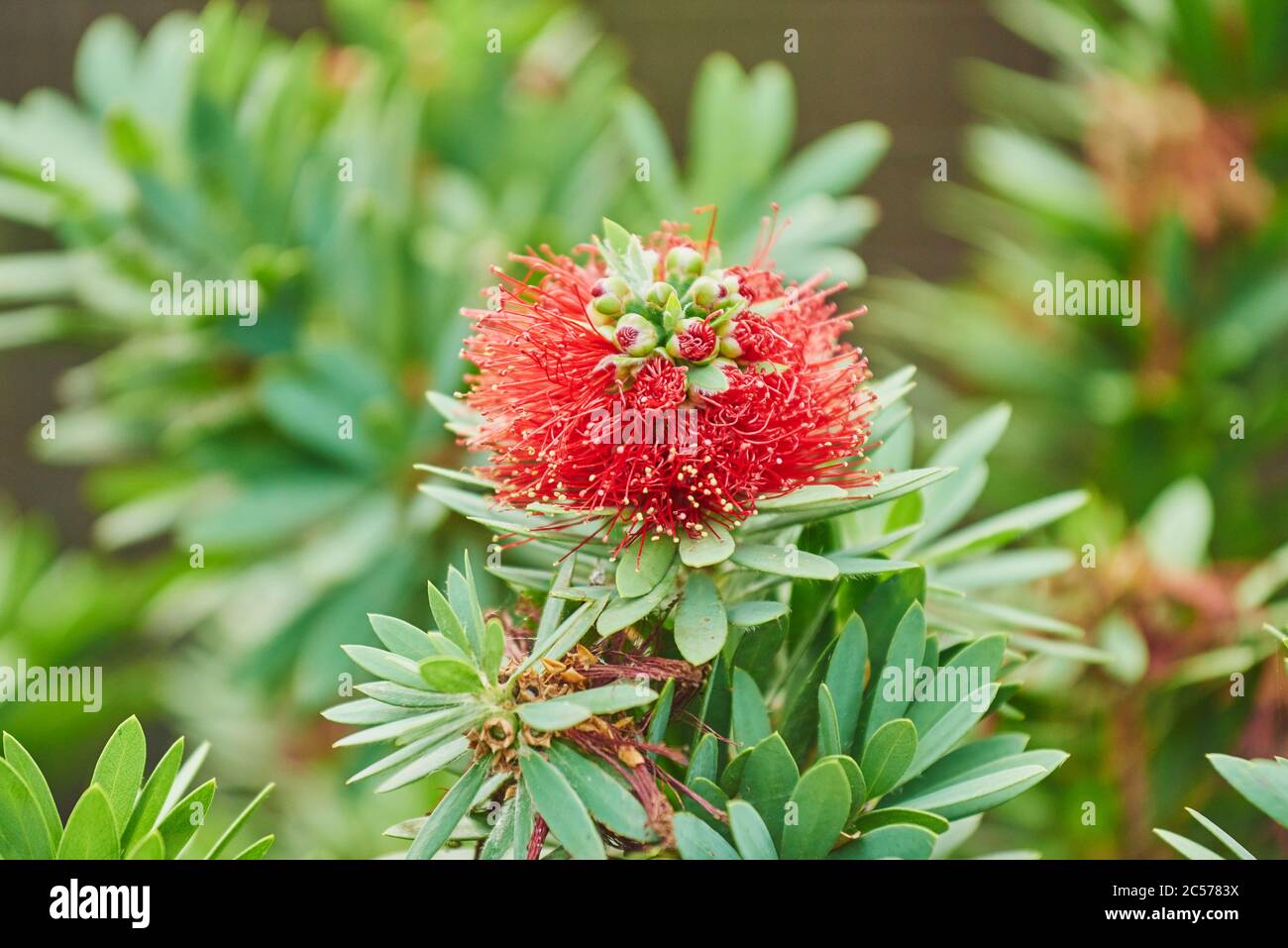 Callistemon species hi-res stock photography and images - Alamy