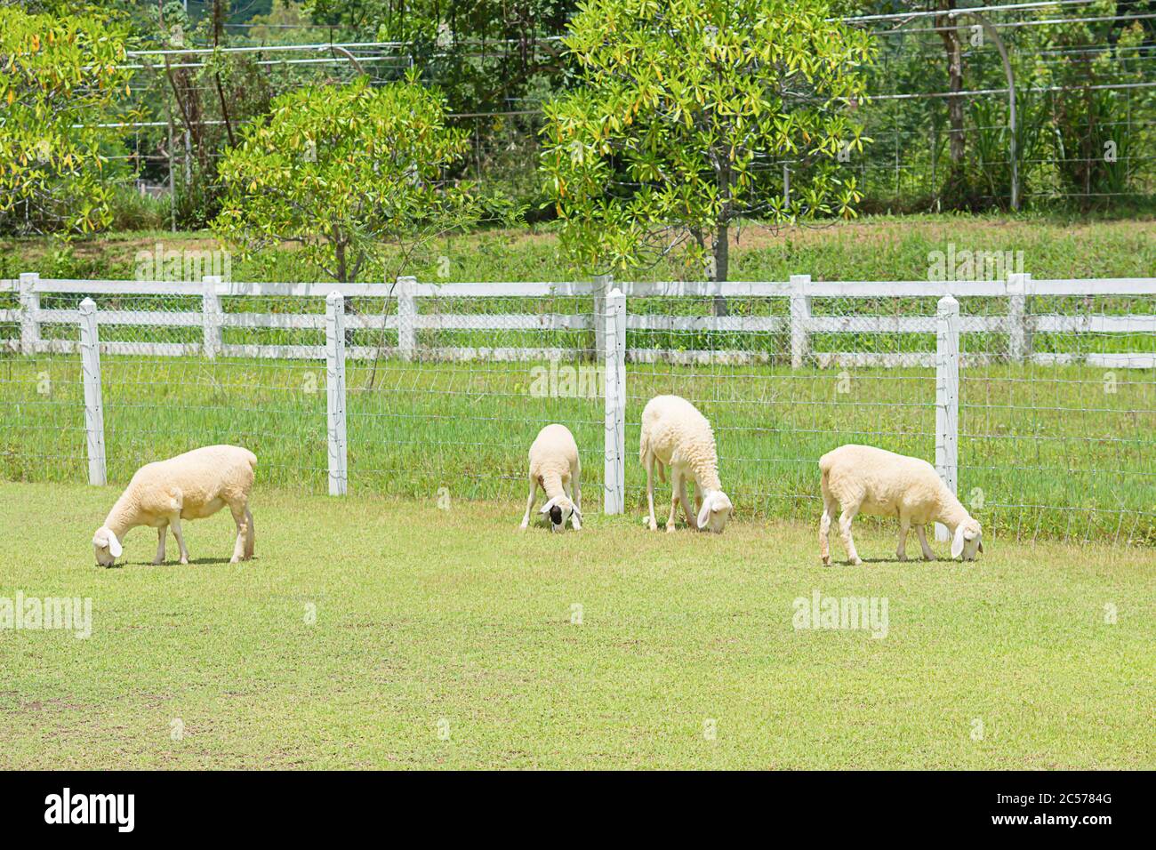 Sheep Eat Grass High Resolution Stock Photography and Images - Alamy
