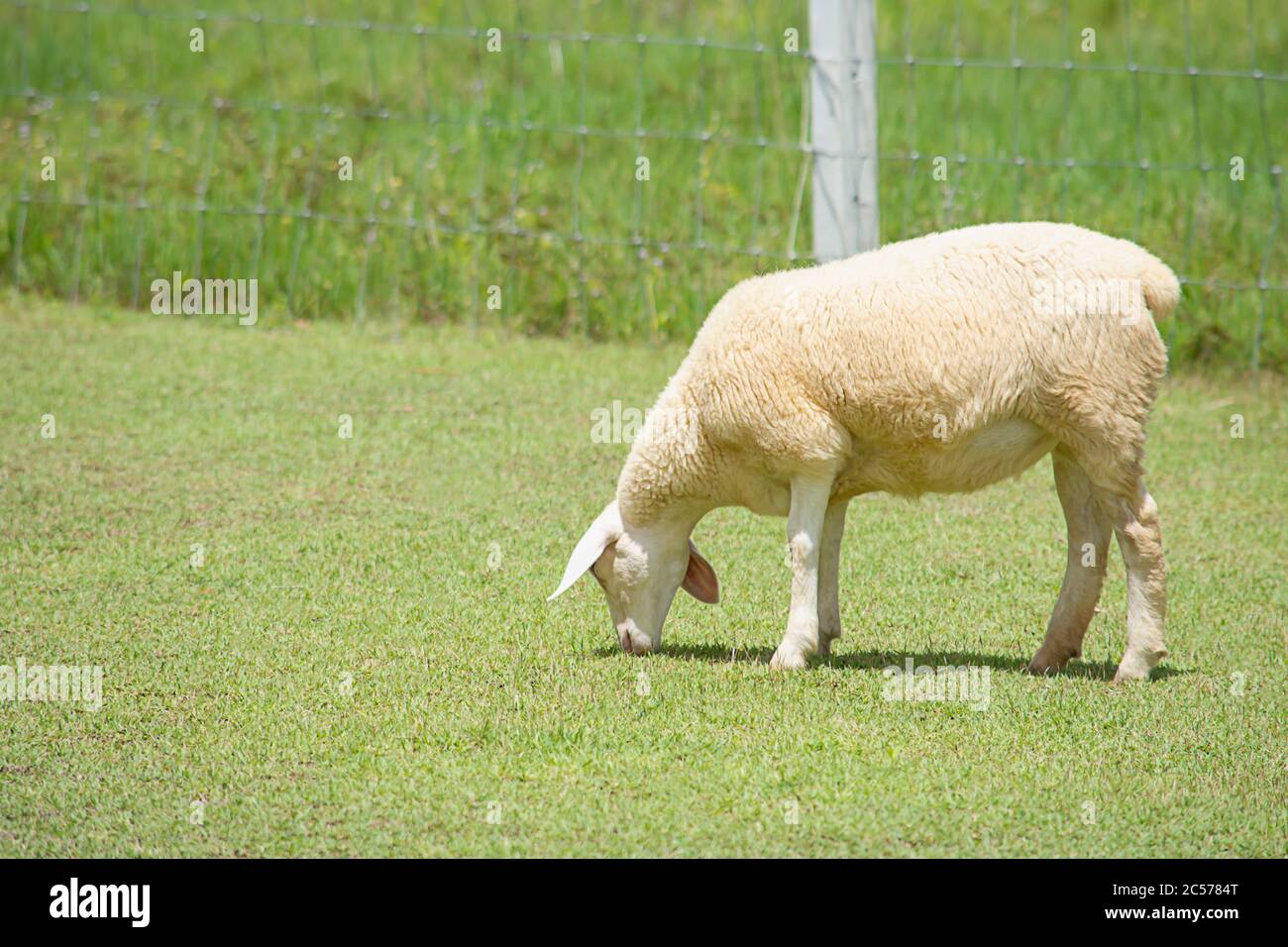 The white sheep eat grass in the farm Stock Photo - Alamy
