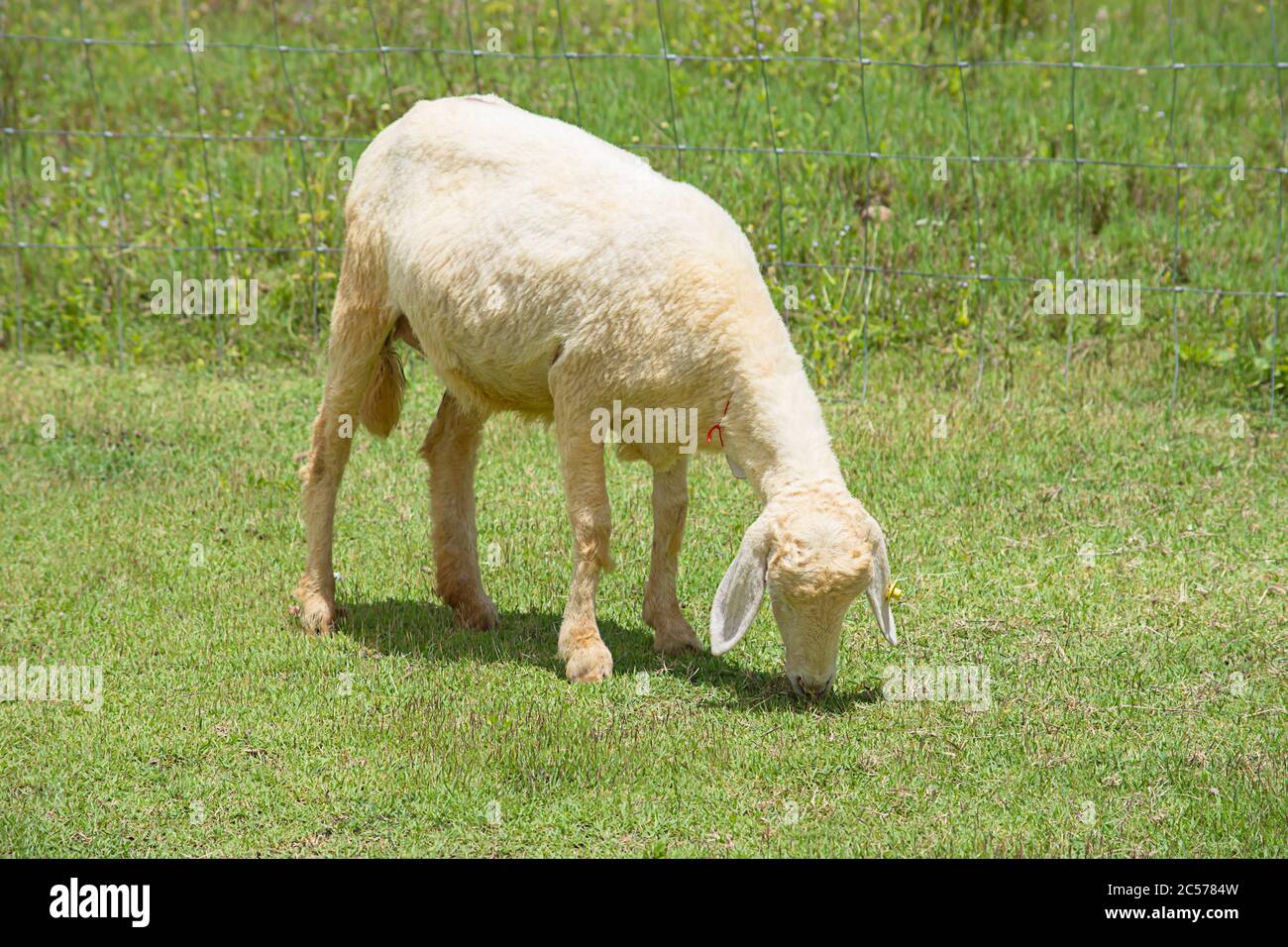 Happy sheep in the grass hi-res stock photography and images - Alamy