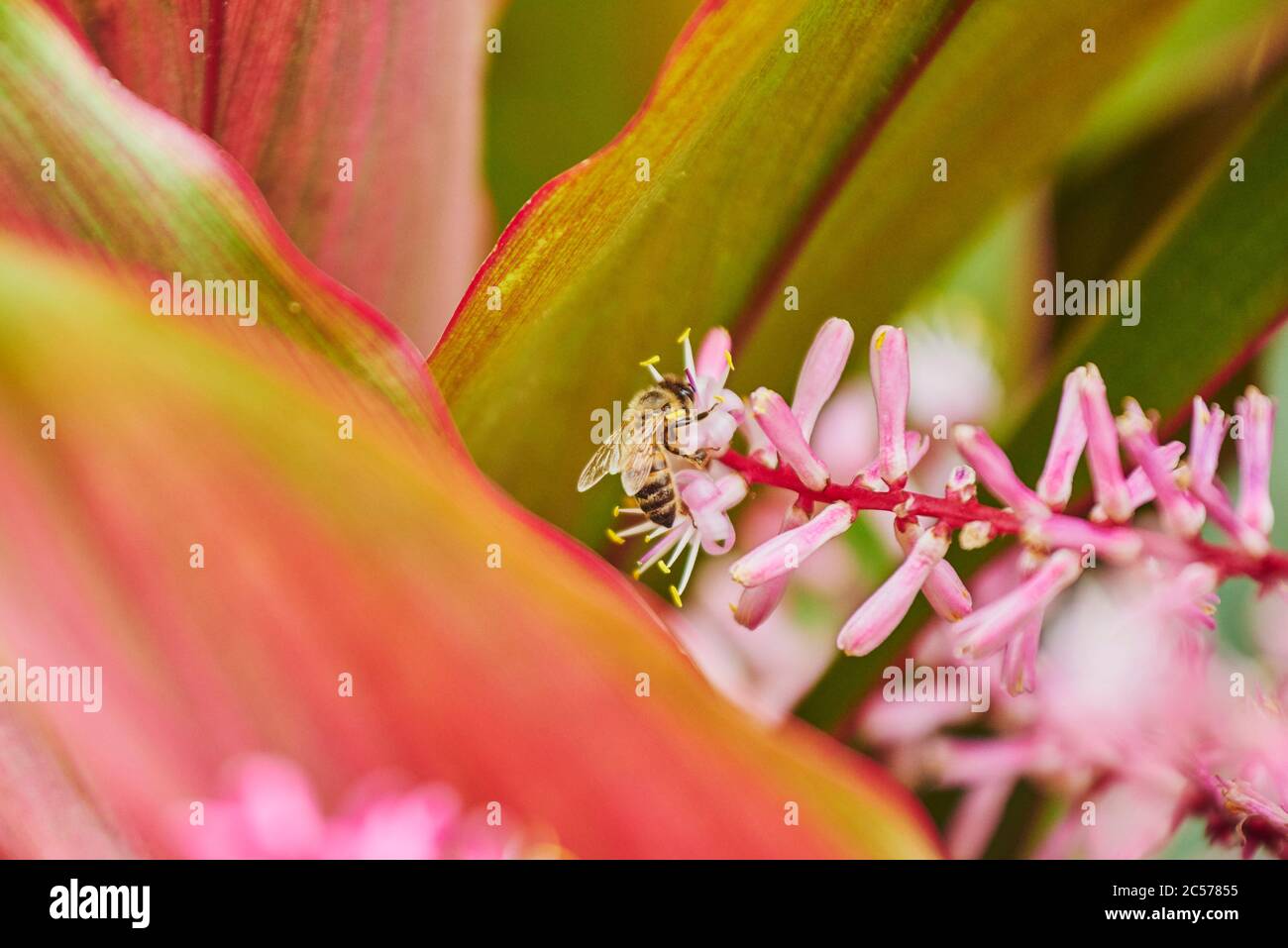 Western honey bee, Apis mellifera, on a club lily flower (Cordyline ...