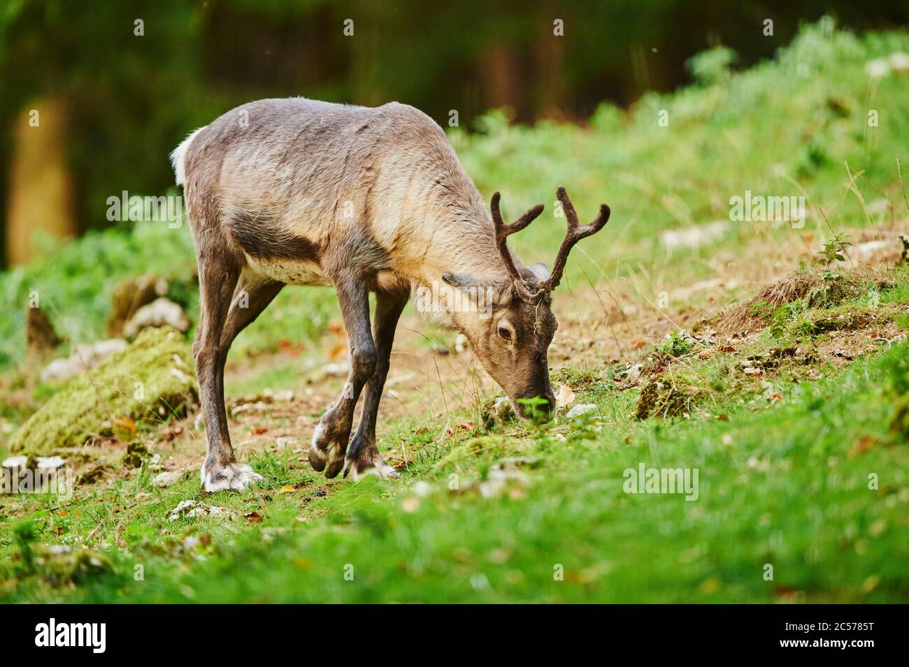 Reindeer, Rangifer tarandus, full length, sideways, standing, Bayern ...