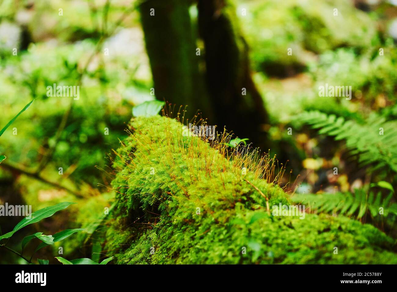 Rainforest on the "Lulumahu trail" on the way to the Lulumahu ...