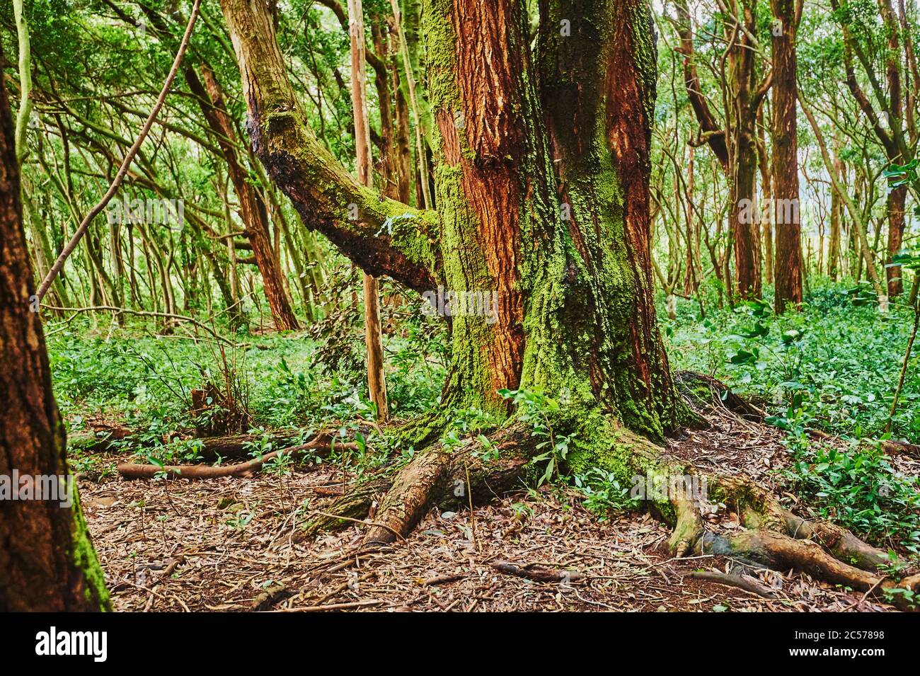 Rainforest on the "Lulumahu trail" on the way to the Lulumahu ...