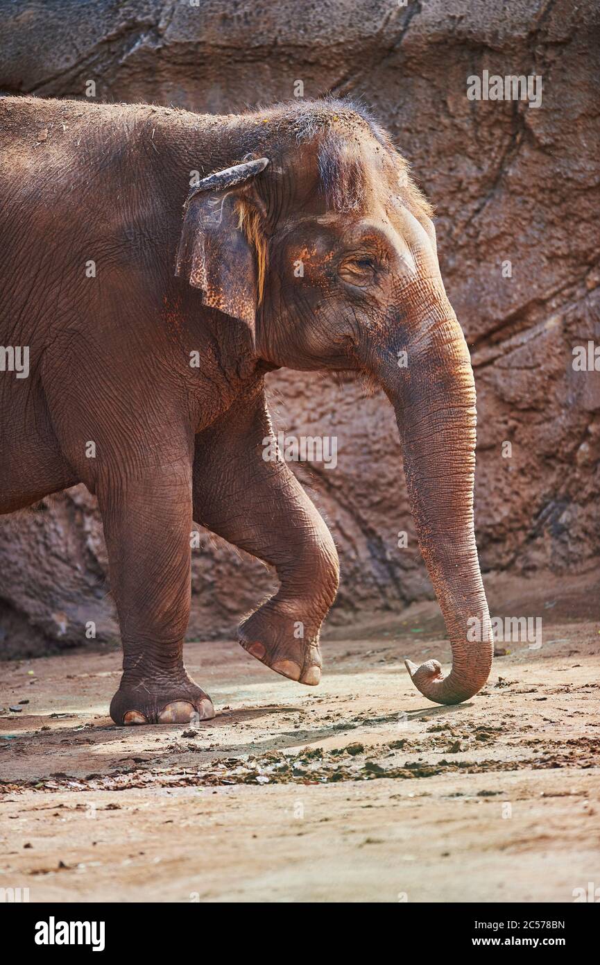 Indian Elephant Side View