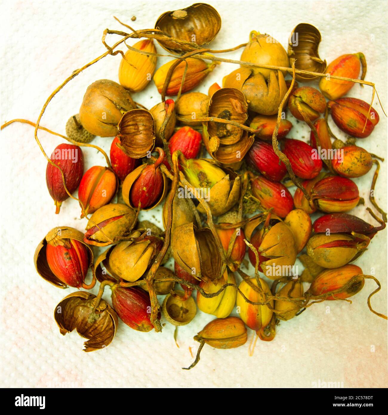 Germinating acorn hi-res stock photography and images - Alamy