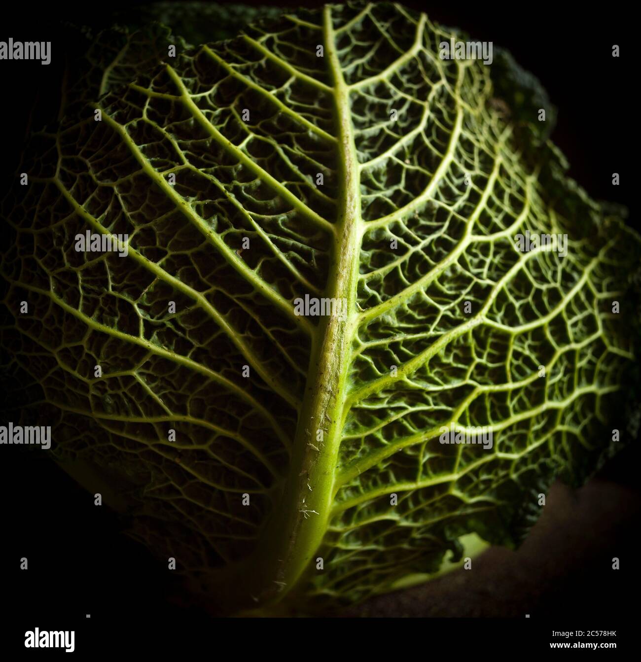 Cabbage leaf texture hi-res stock photography and images - Alamy