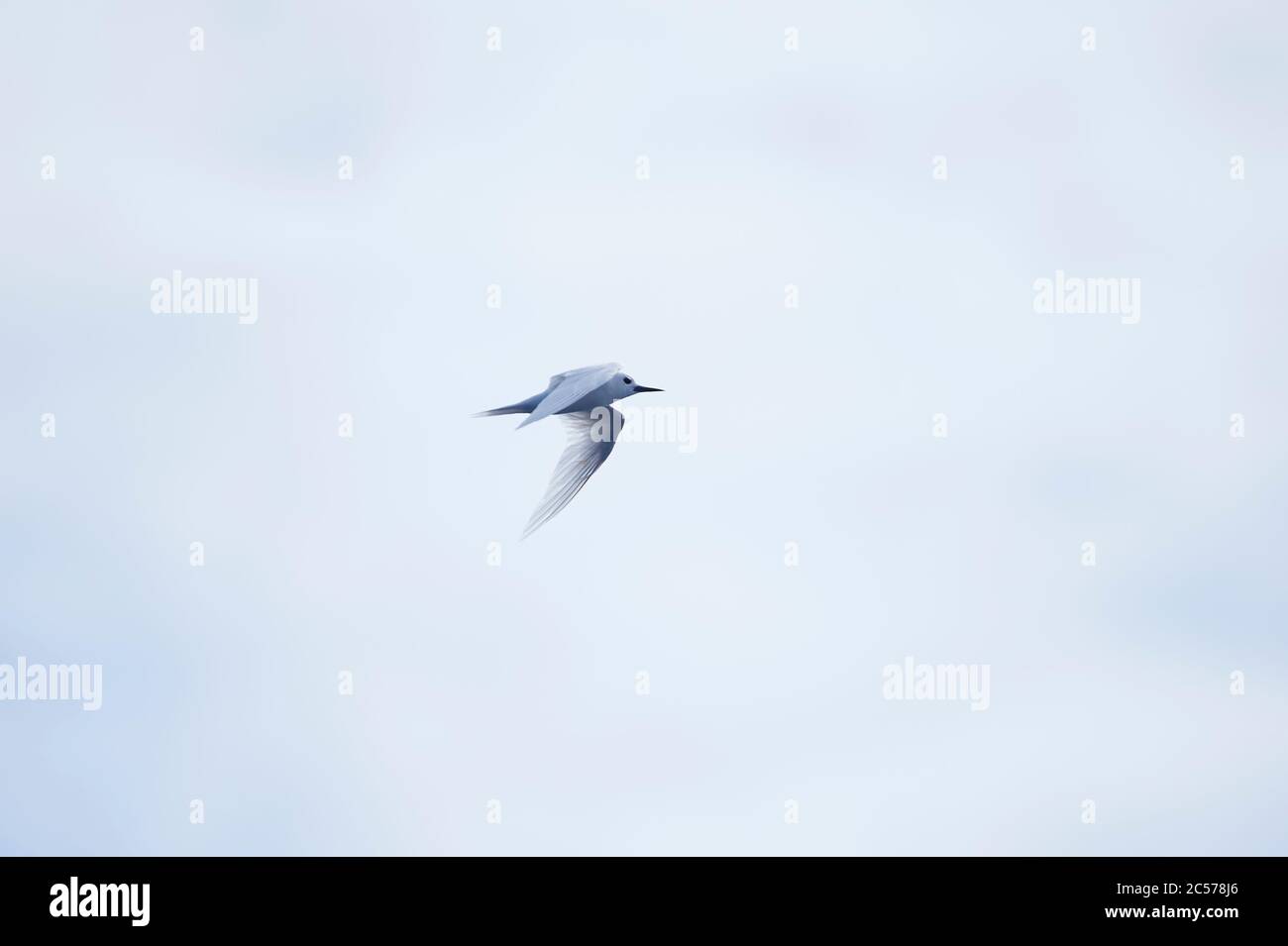 Fairy Tern (Gygis alba), sideways, flying, sky, Hawaii, Aloha State ...