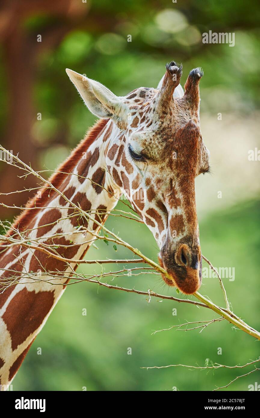 Steppe zebra (Equus quagga) in savannah, captive, Hawaii, USA Stock ...
