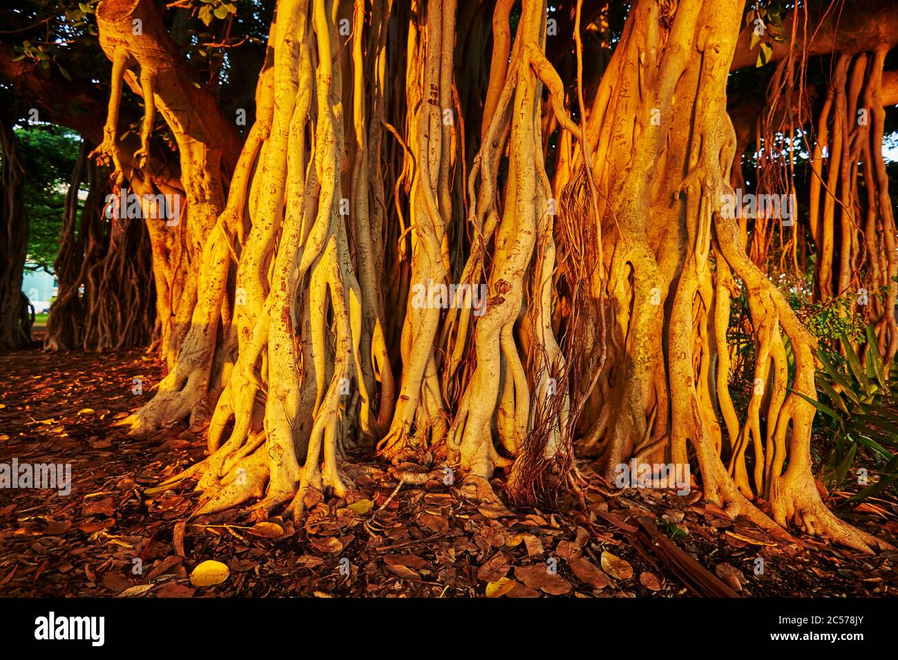Banyan trees of oahu hi-res stock photography and images - Alamy
