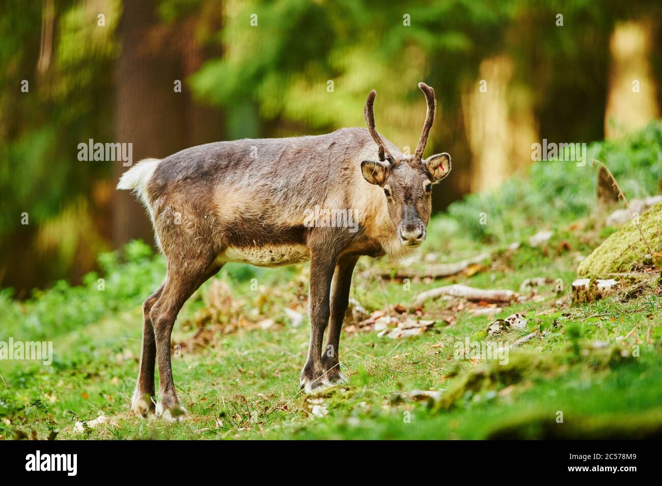 Reindeer, Rangifer tarandus, full length, sideways, standing, Bayern ...