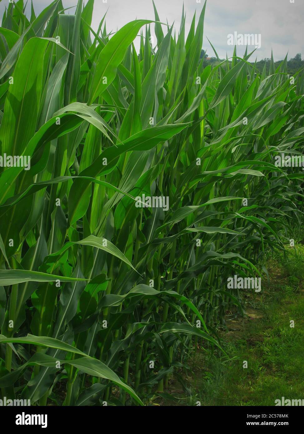 Vertical shot cornfield green hi-res stock photography and images - Alamy