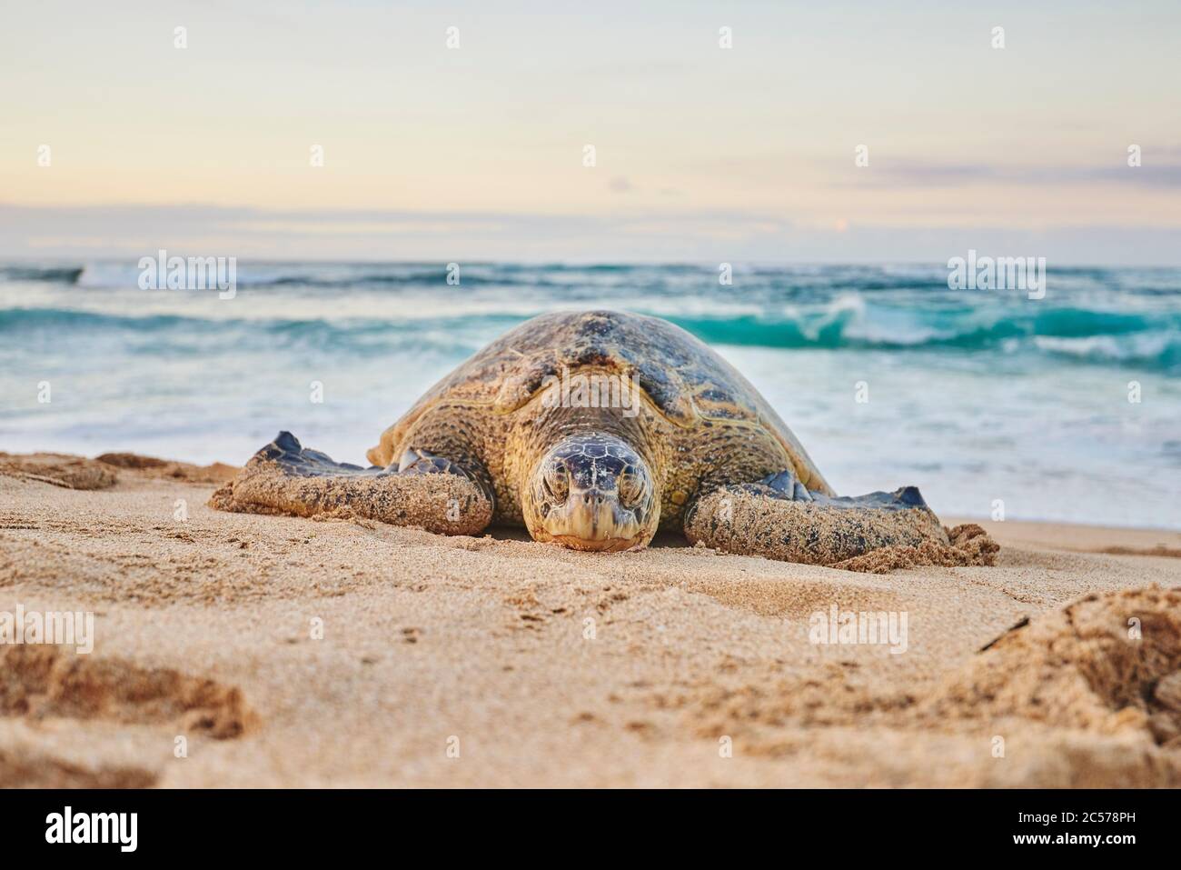 Riparian habitats hi-res stock photography and images - Alamy