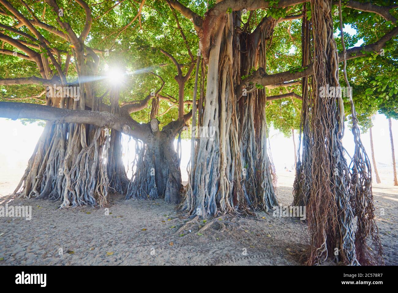 Banyan or fig trees (Ficus benghalensis) on Waikiki Beach, Honolulu ...