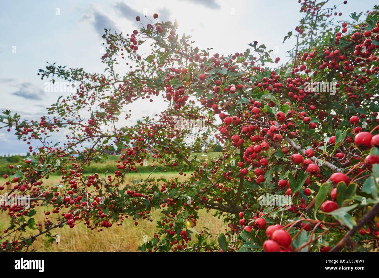 Common hawthorn, Crataegus monogyna, fruits, landscape, Bayern, Germany ...