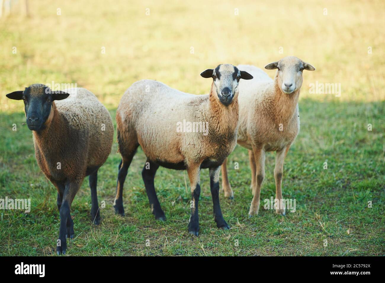 Albinos people hi-res stock photography and images - Alamy