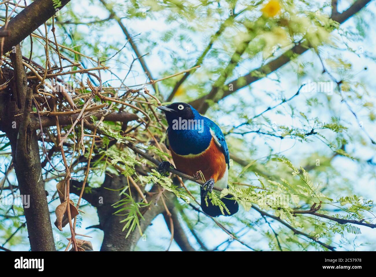 King Shine (Lamprotornis regius), sitting sideways, Hawaii, Aloha State ...
