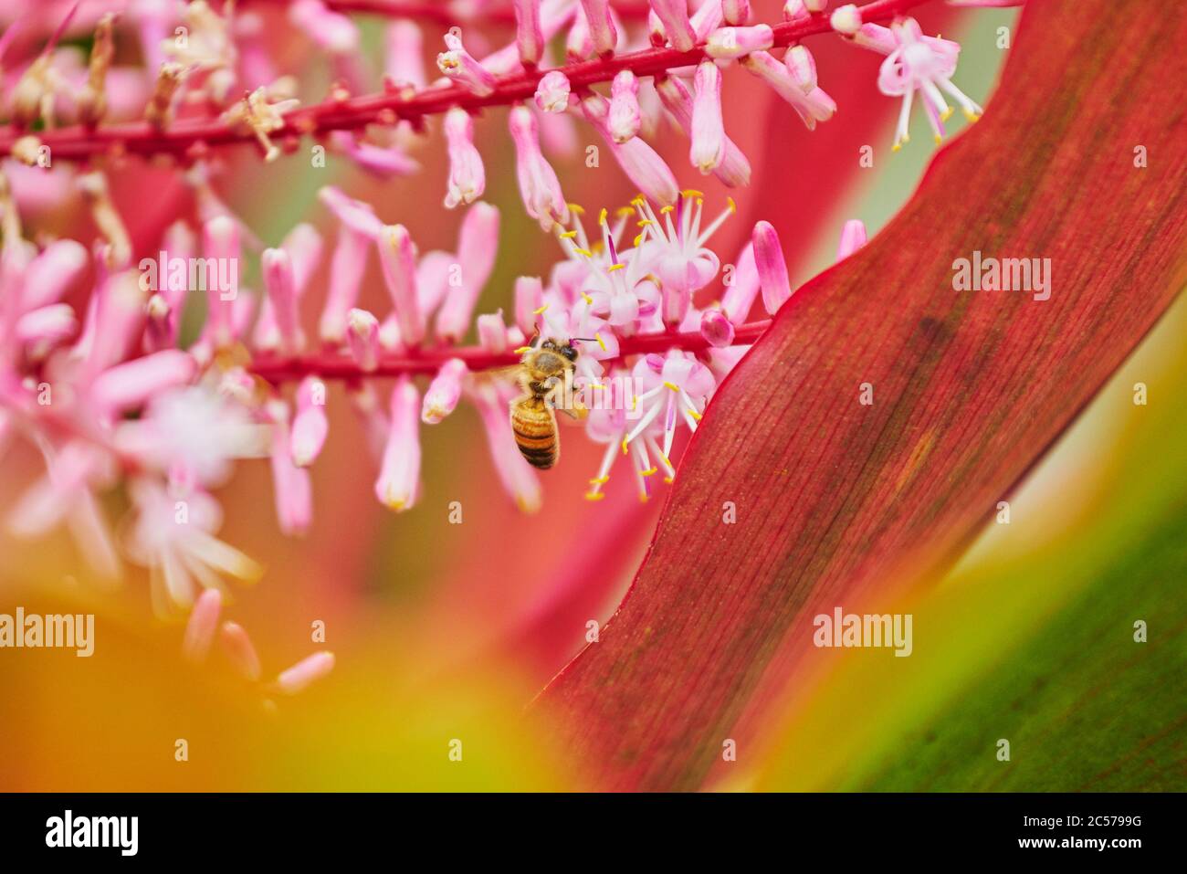Western honey bee, Apis mellifera, on a club lily flower (Cordyline ...
