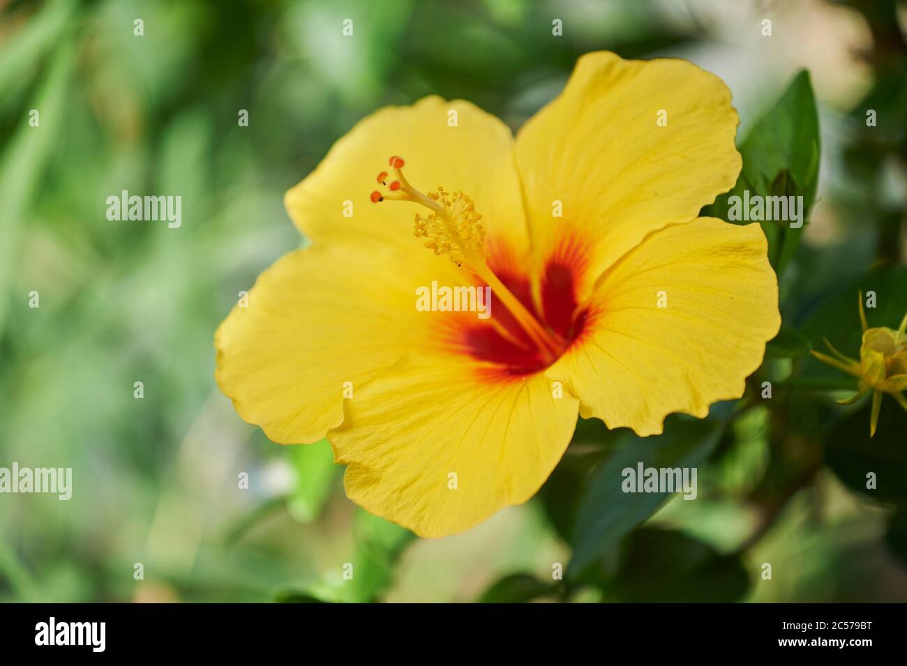 Blossom of a Chinese rose marshmallow, hibiscus, (Hibiscus rosa ...