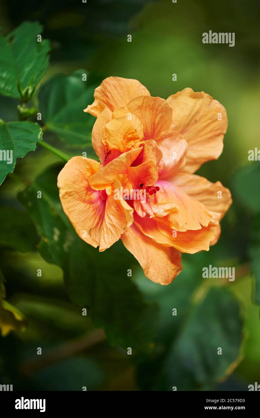 Blossom of a Chinese rose marshmallow, hibiscus, (Hibiscus rosa ...