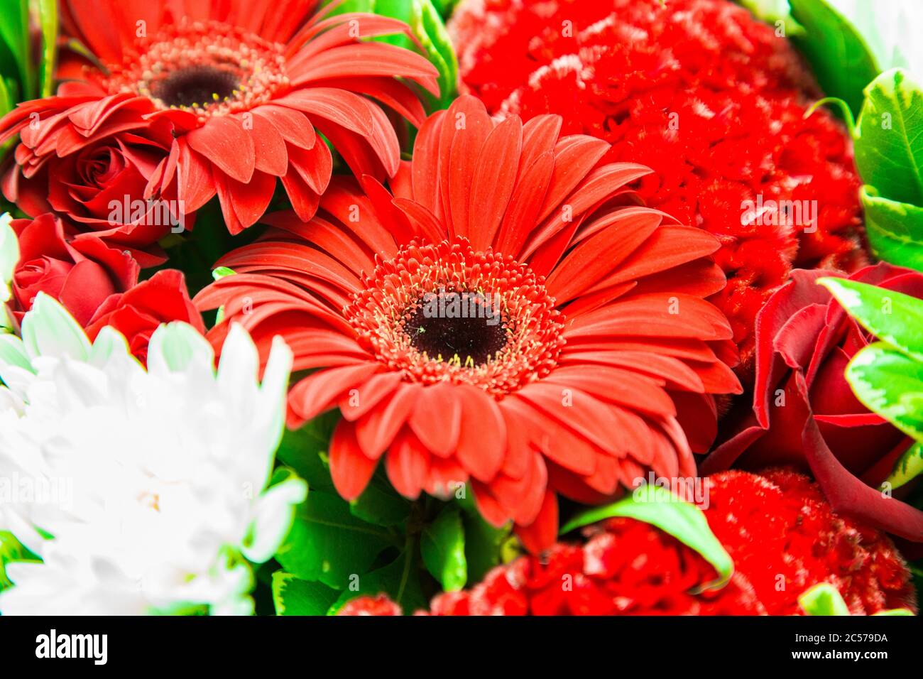Daisy texture hi-res stock photography and images - Alamy