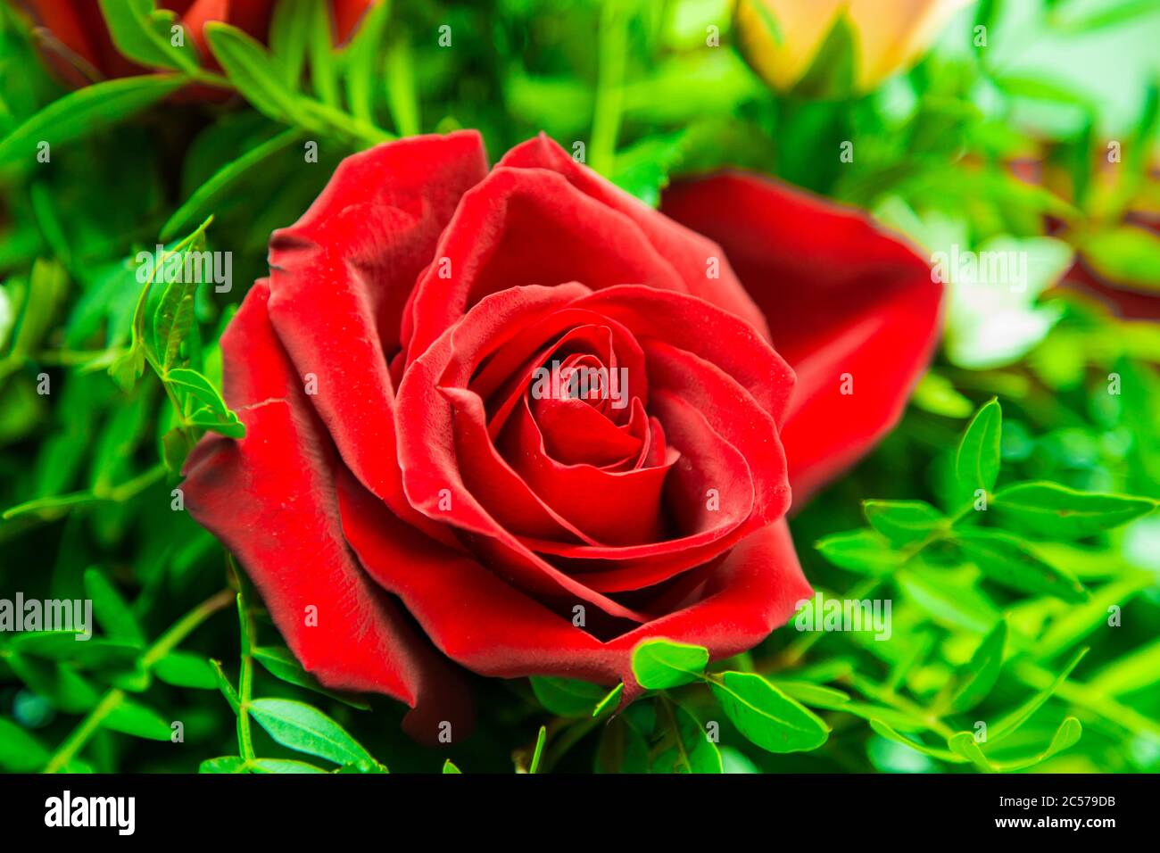 Photo fresh red rose with green grass Stock Photo - Alamy