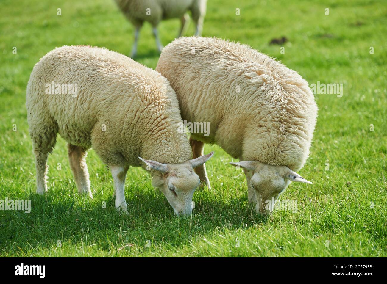 Merino Sheep Ovis Aries High Resolution Stock Photography and Images ...