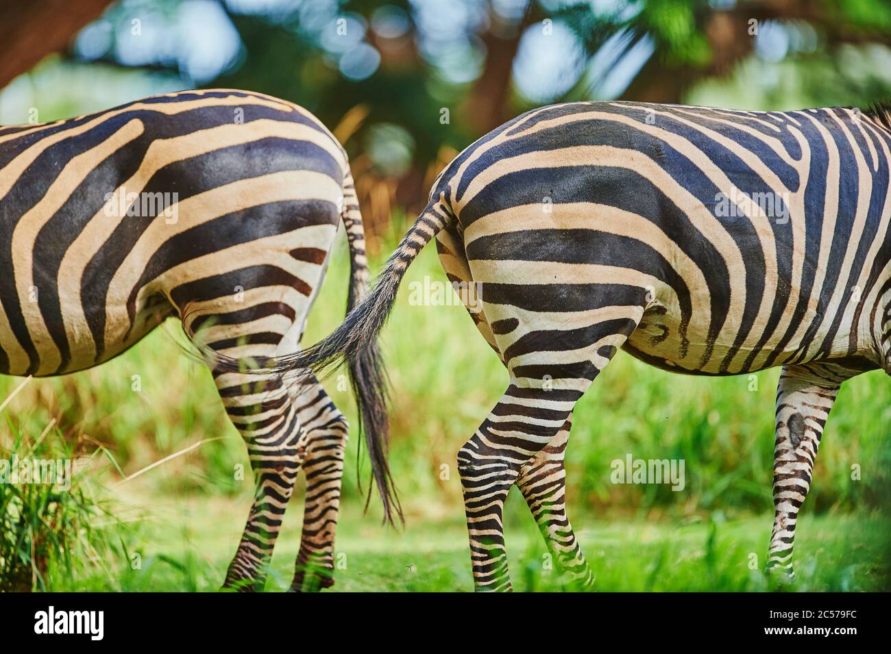 Steppe zebra (Equus quagga) in savannah, captive, Hawaii, USA Stock ...