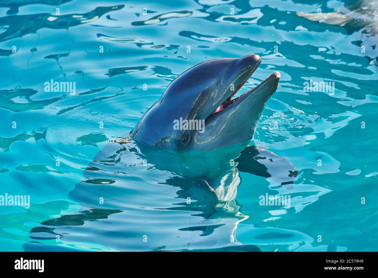 Bottlenose dolphin, Tursiops truncatus, swimming, sideways, portrait ...
