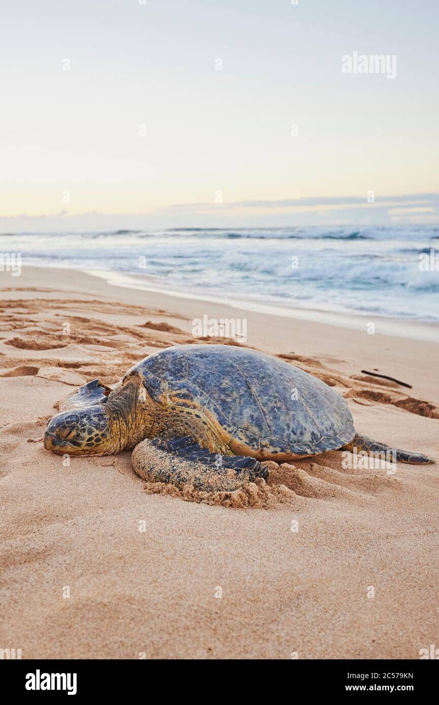 Hawaii turtle bay turtles hi-res stock photography and images - Alamy