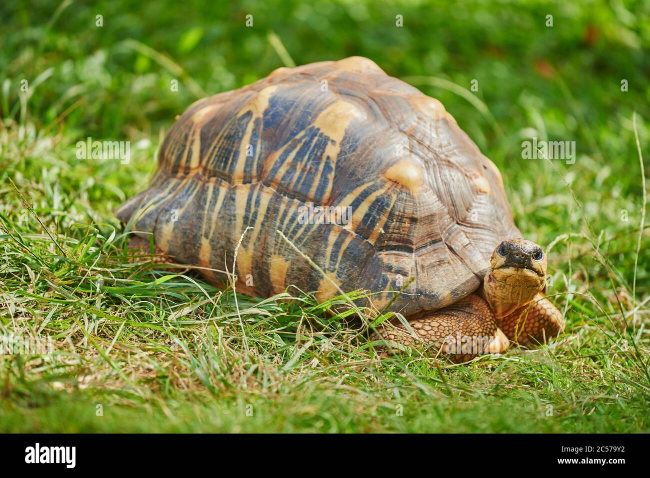 Radiant tortoise (Astrochelys radiata) in a meadow, animal portrait ...