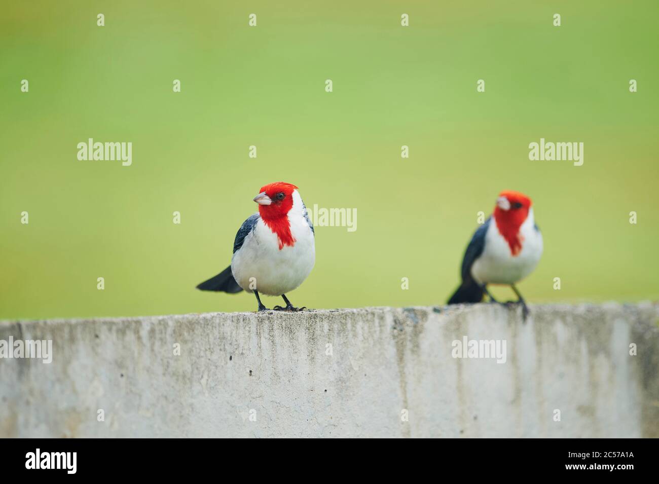 Gray Cardinal (Paroaria coronata), head-on, sitting, Hawaii, Aloha ...