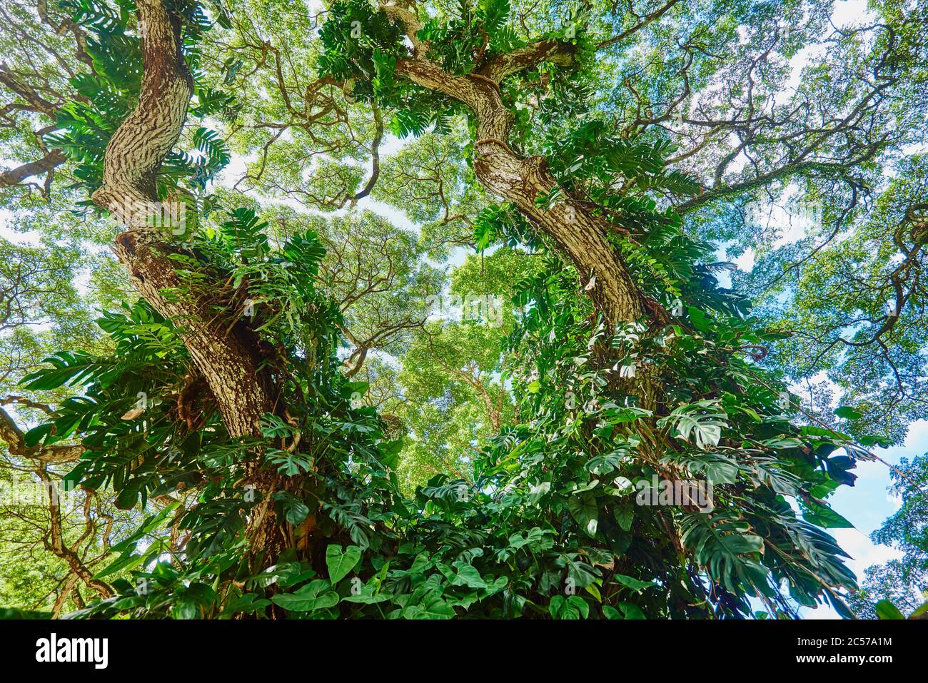 Landscape, Delicious Window Leaf, (Monstera deliciosa), Waimea ...