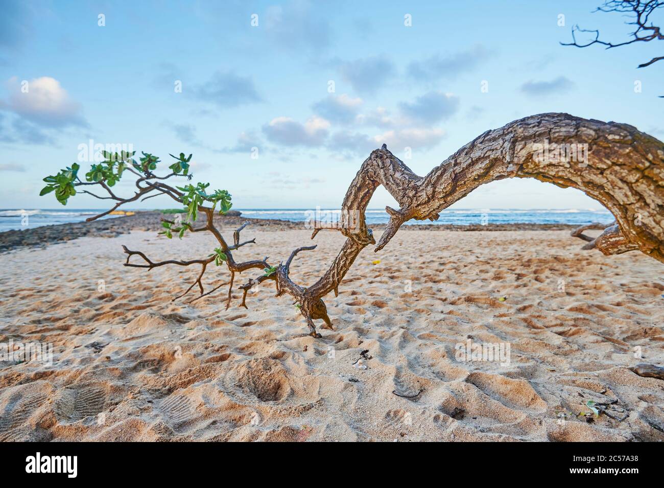 Sandy beach with tree on the Kuilima coast (snorkeling beach), turtle ...