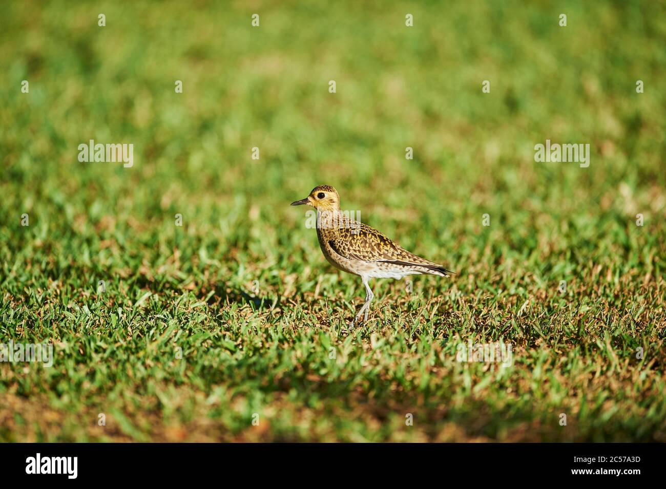 Siberian Ringed Plover (Pluvialis fulva), road, sideways, standing ...