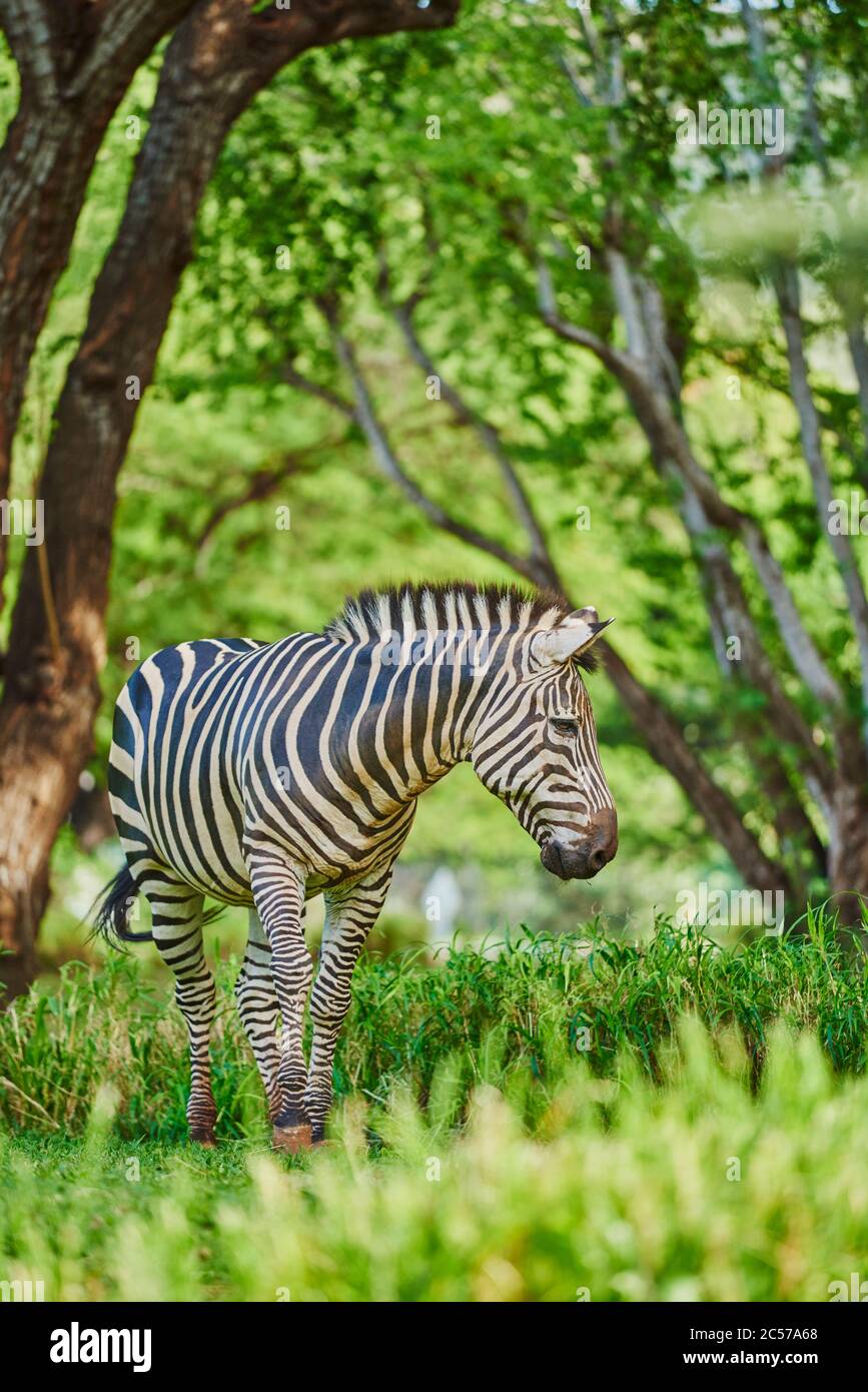 Steppe zebra (Equus quagga) in savannah, captive, Hawaii, USA Stock ...