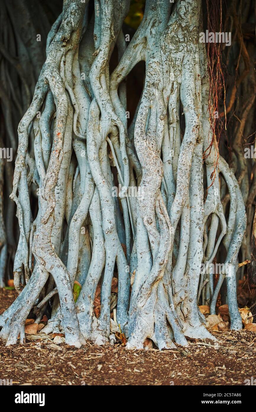 Banyan or fig trees (Ficus benghalensis) on Waikiki Beach, Honolulu ...